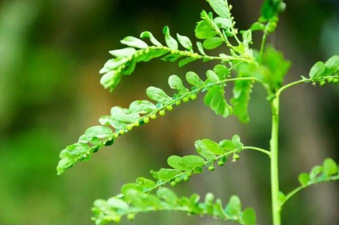 Heilen Biopharm Bhoomi /Bhumi Amla Powder (Phyllanthus Niruri) Promote