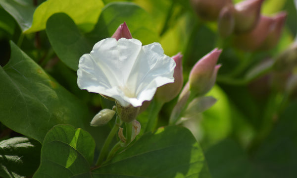 Nisoth Herbal Powder (Operculina Turpethum) Terpeth Root/Indian Jalap ...