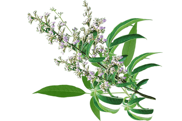 Heilen Biopharm Nirgundi/Sambhalu Powder - Vitex Negundo Root Powder